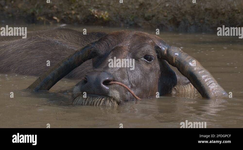 Asia water buffalo Stock Videos & Footage - HD and 4K Video Clips - Alamy