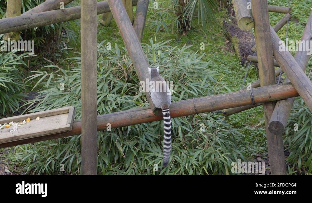 Ring-tailed Lemur, sitting on a structure made of tree trunks, with his ...