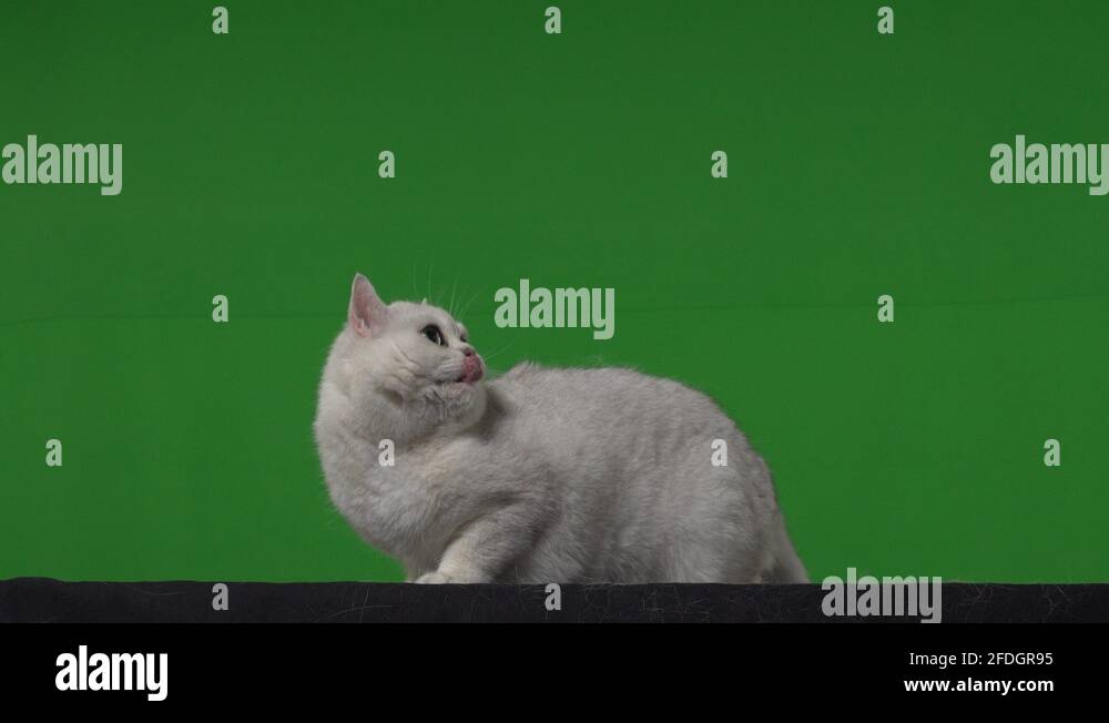 cat green screen Stock Video Footage - Alamy