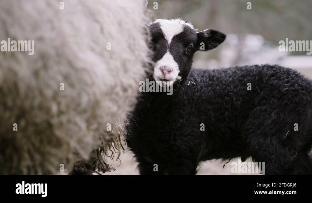 Cute black white lamb Stock Videos & Footage - HD and 4K Video Clips ...