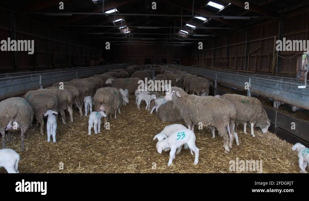 Animal factory farming Stock Videos & Footage - HD and 4K Video Clips ...