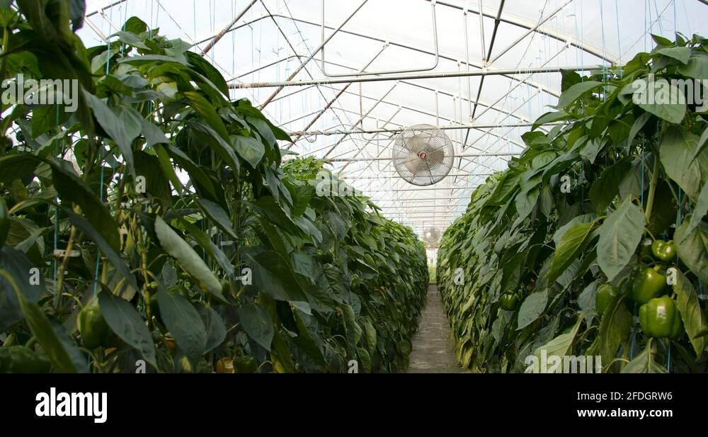 Capsicum growing Stock Videos & Footage - HD and 4K Video Clips - Alamy
