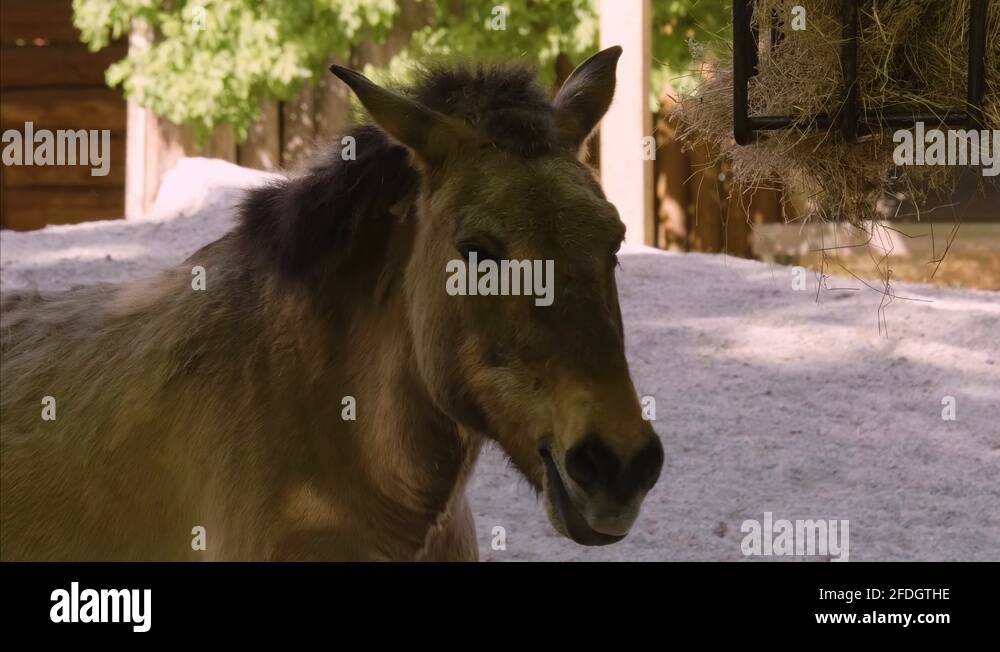 Hinny mule Stock Videos & Footage - HD and 4K Video Clips - Alamy