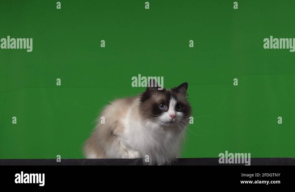 cat rag doll green screen Stock Video Footage - Alamy
