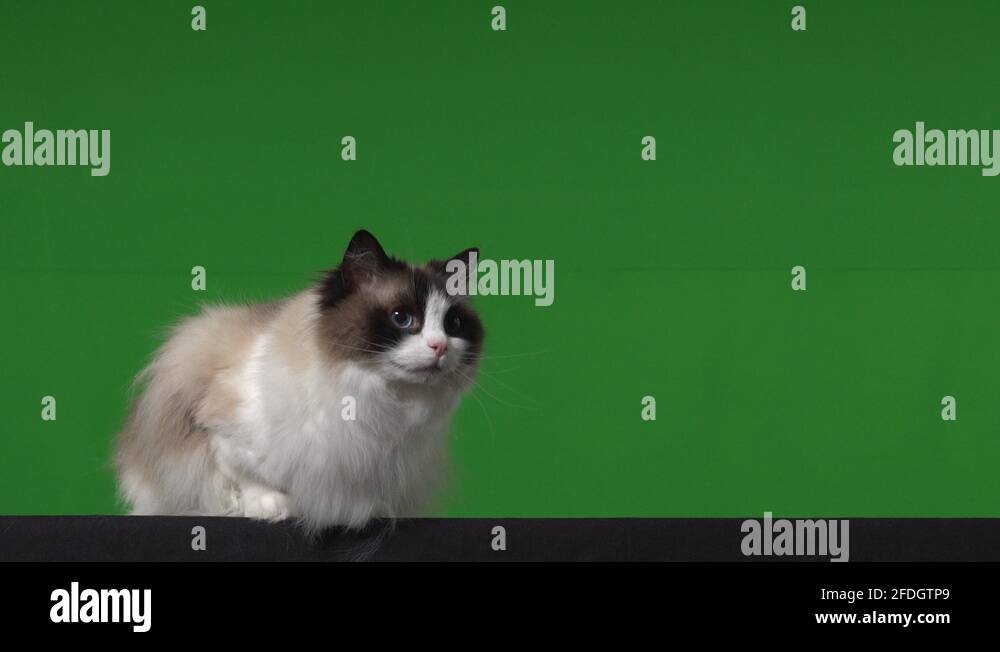 cat rag doll green screen Stock Video Footage - Alamy