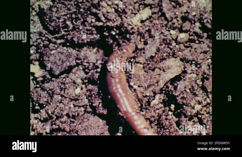 Worm soil cross section Stock Videos & Footage - HD and 4K Video Clips ...