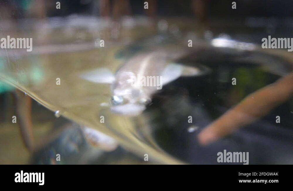 Fish inside the water Stock Videos & Footage - HD and 4K Video Clips ...