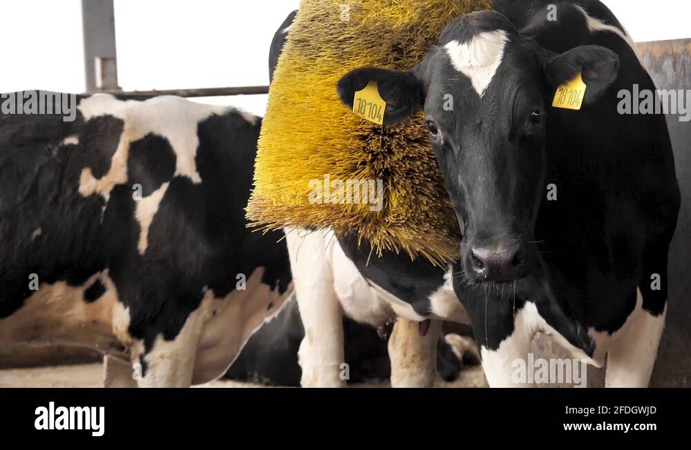 Cow keeping Stock Videos & Footage - HD and 4K Video Clips - Alamy