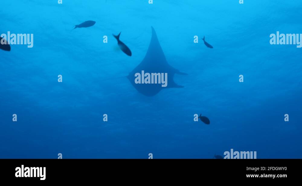 Manta ray baja Stock Videos & Footage - HD and 4K Video Clips - Alamy