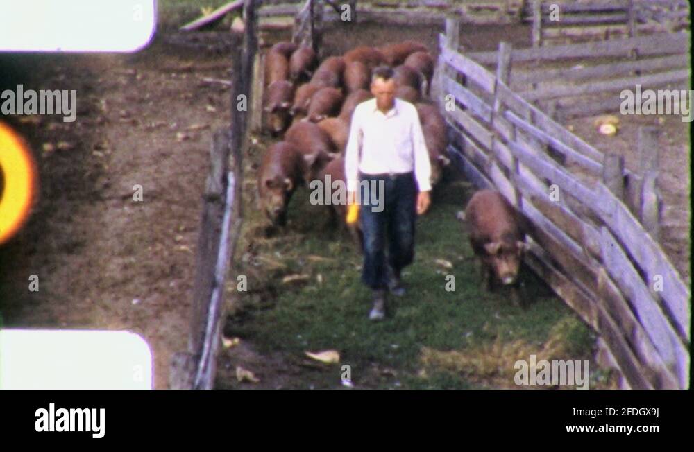 SMALL AMERICAN FAMILY FARM Hog Pig Farmer 1960 (Vintage Film Home Movie ...