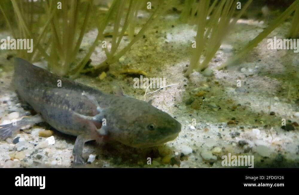 Mexican axolotl Stock Videos & Footage - HD and 4K Video Clips - Alamy