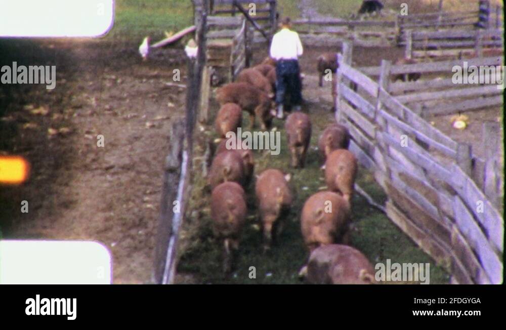 American pig old Stock Videos & Footage - HD and 4K Video Clips - Alamy