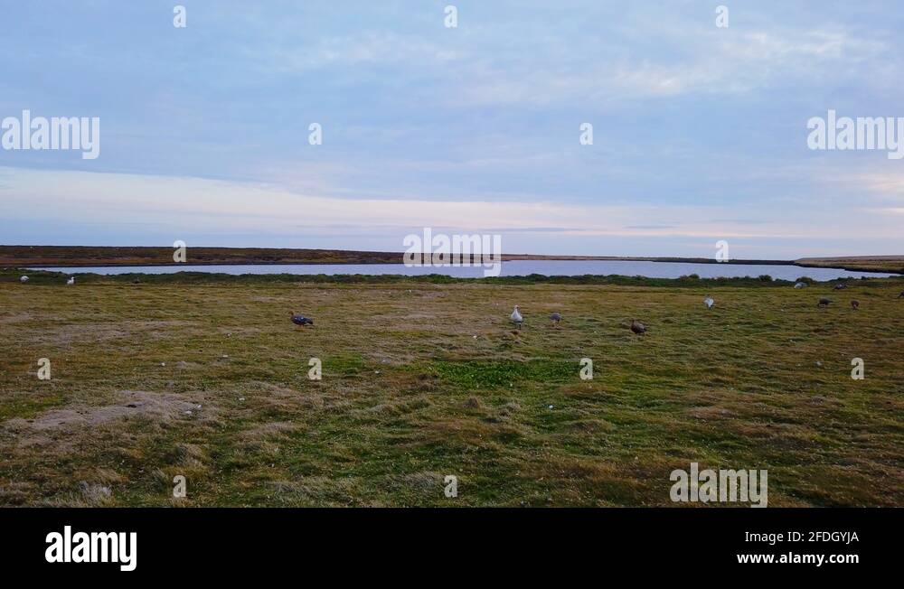 Upland goose falklands Stock Videos & Footage - HD and 4K Video Clips ...