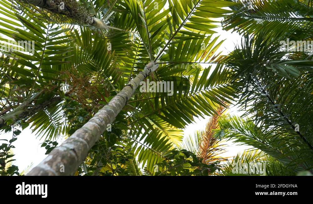 Moving down through palm trees Stock Videos & Footage - HD and 4K Video ...
