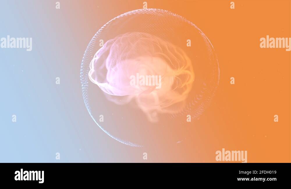 Brain anatomy. Realistic human brain rotating inside transparent ...