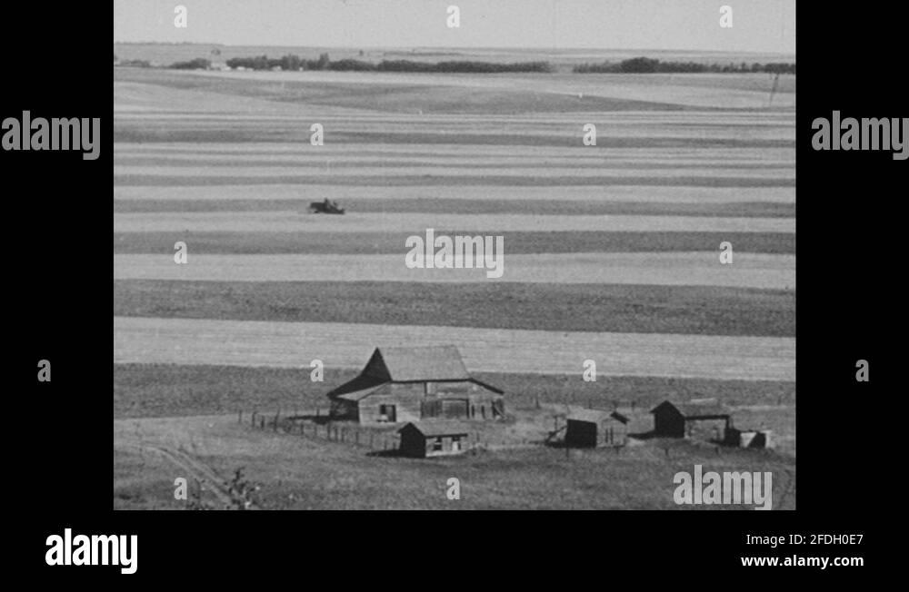 1950s: Big wheat field with farmhouse. Farmer drives combine threshing ...