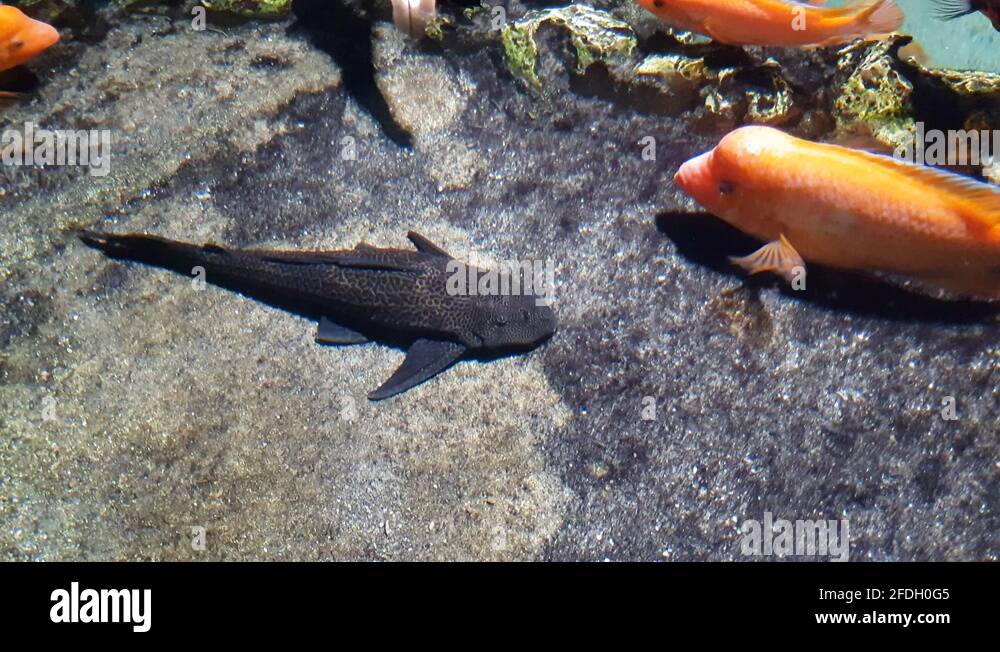 Suckermouth catfish Stock Videos & Footage - HD and 4K Video Clips - Alamy