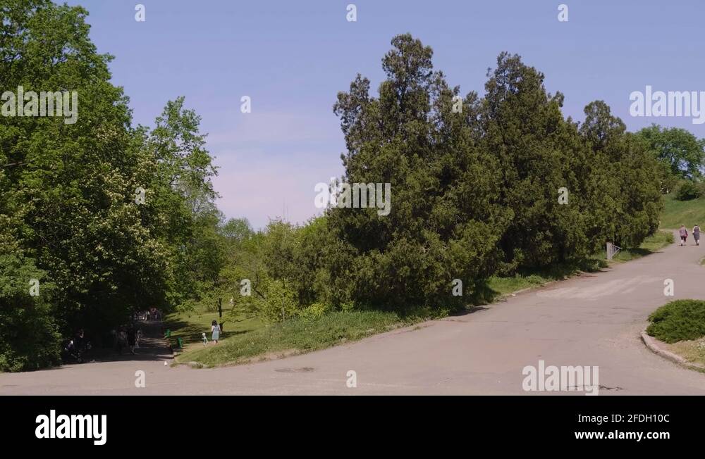 Trees of pavement Stock Videos & Footage - HD and 4K Video Clips - Alamy