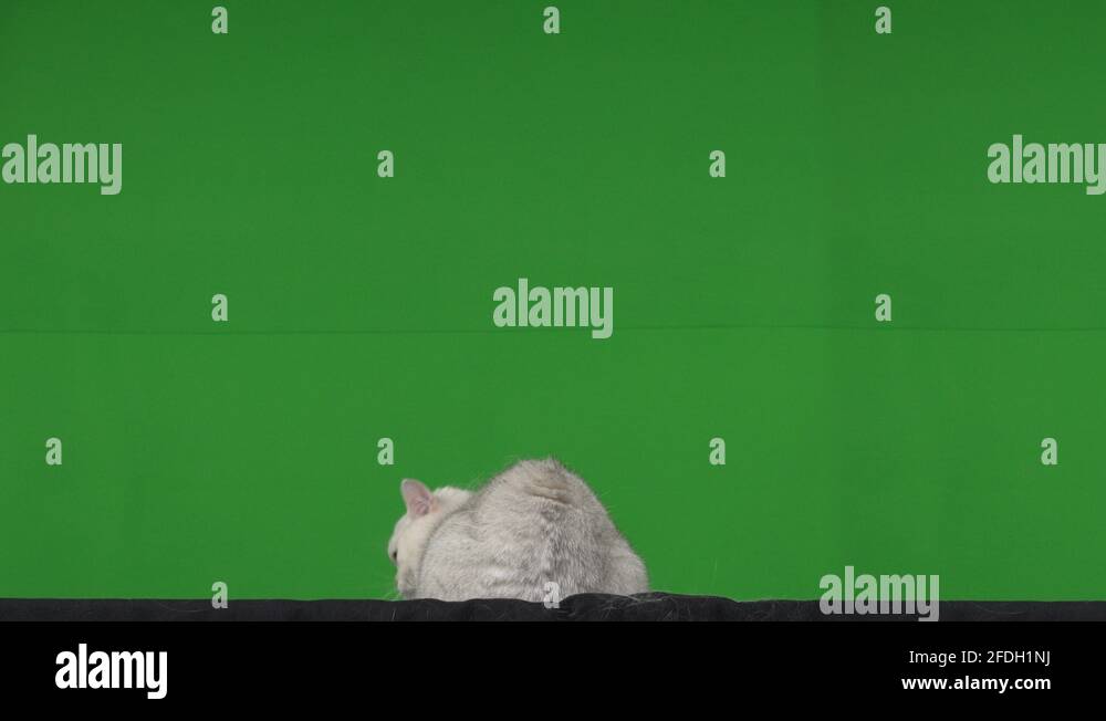 cat green screen Stock Video Footage - Alamy