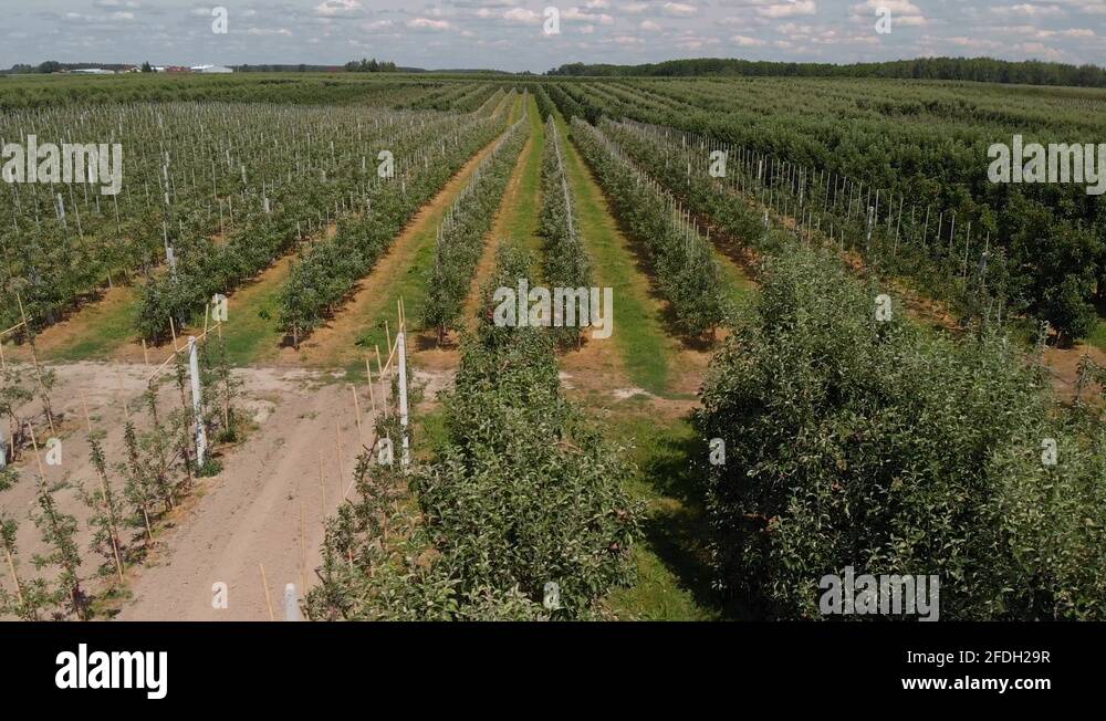 Young apple trees in orchard Stock Videos & Footage - HD and 4K Video ...