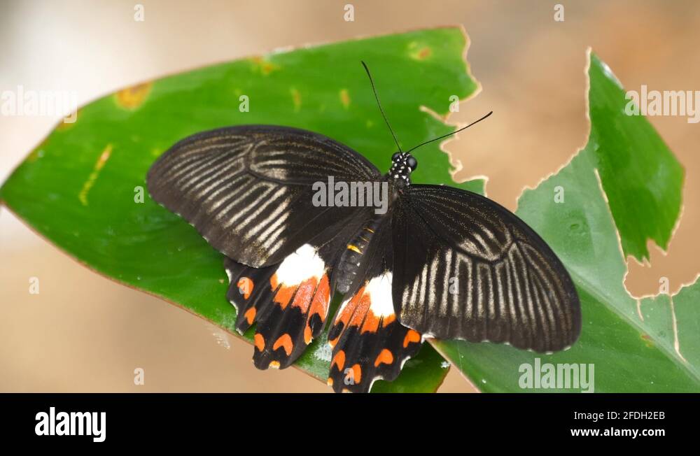 Jungle moth Stock Videos & Footage - HD and 4K Video Clips - Alamy