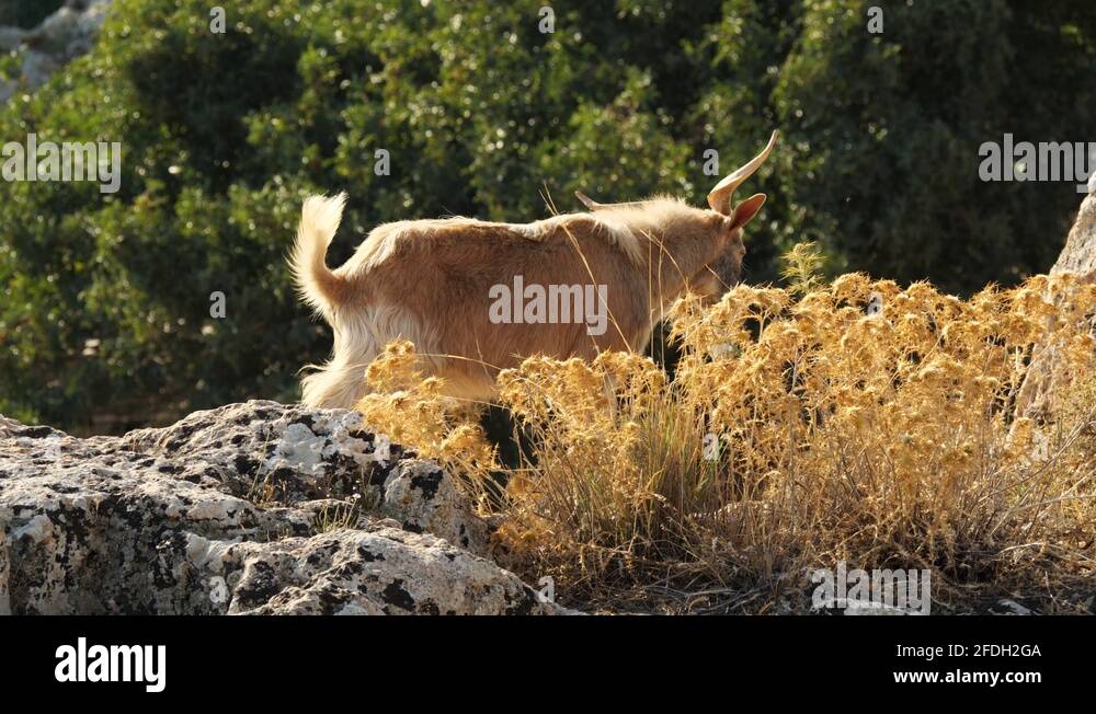 Goat rocks wilderness Stock Videos & Footage - HD and 4K Video Clips ...