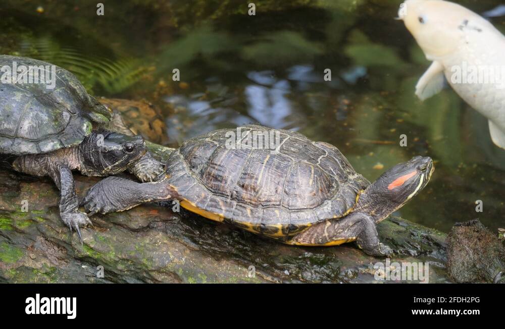 Black bellied slider Stock Videos & Footage - HD and 4K Video Clips - Alamy