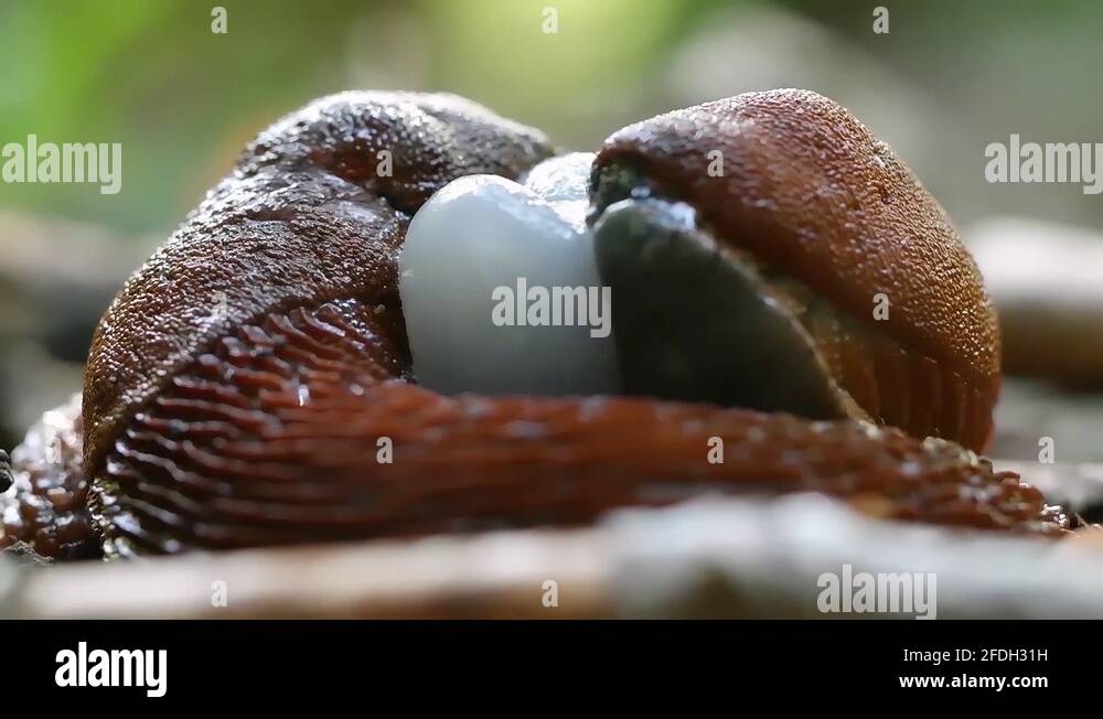 Lung snails Stock Videos & Footage - HD and 4K Video Clips - Alamy