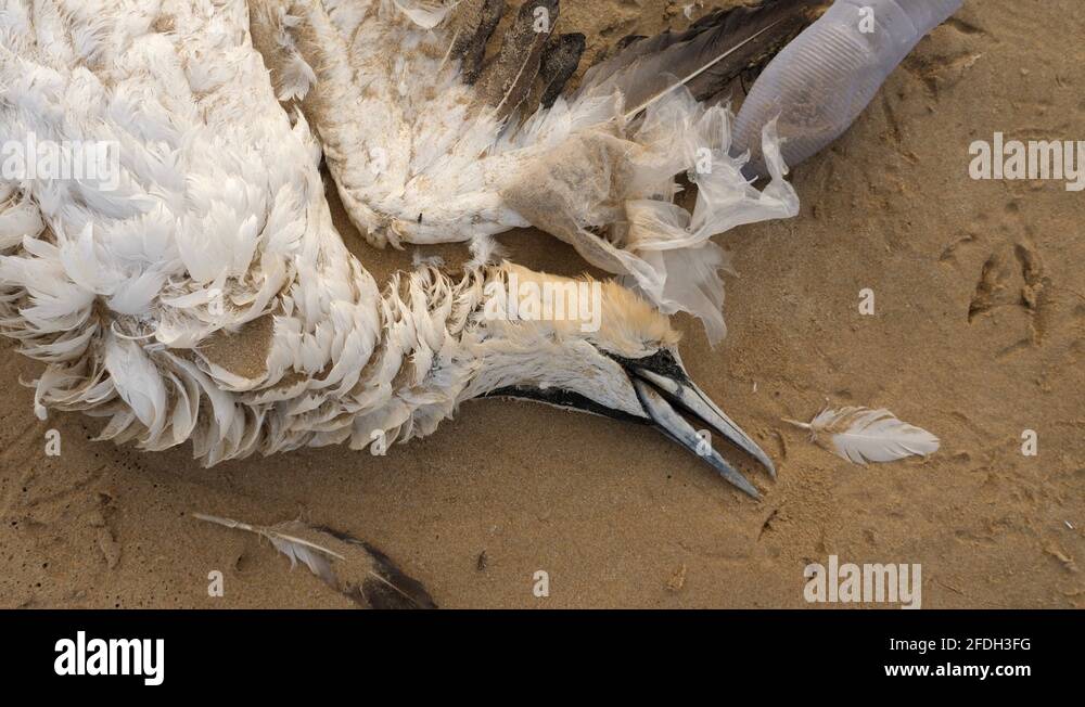 Animal plastic pollution dead Stock Videos & Footage - HD and 4K Video ...