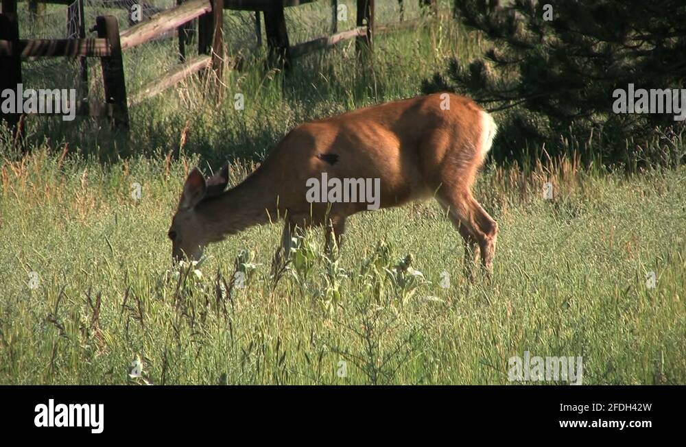 Feeding mule Stock Videos & Footage - HD and 4K Video Clips - Alamy