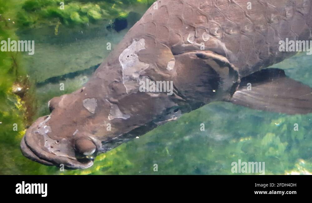 Arapaima (Arapaima gigas) swimming very close to the camera Stock Video ...