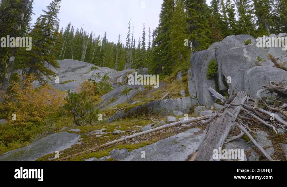 Western hemlock tree Stock Videos & Footage - HD and 4K Video Clips - Alamy