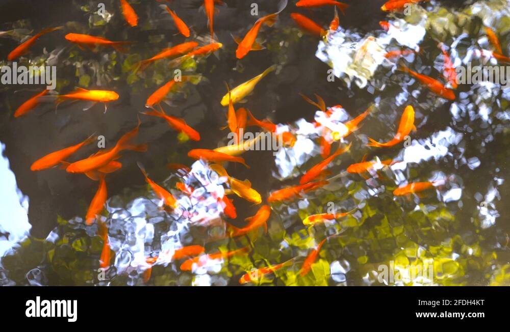 Goldfish in my swimming pool Stock Videos & Footage - HD and 4K Video ...