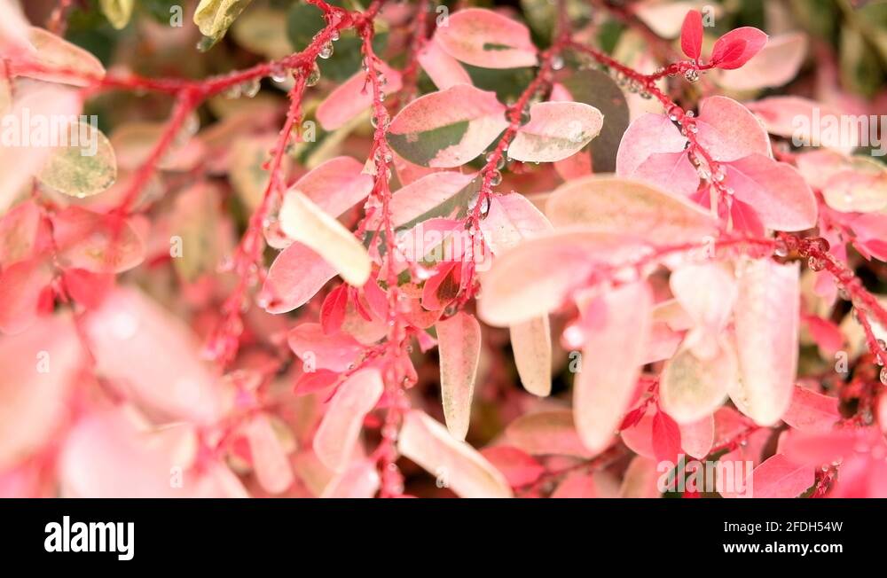 Ice cream bush Stock Videos & Footage - HD and 4K Video Clips - Alamy