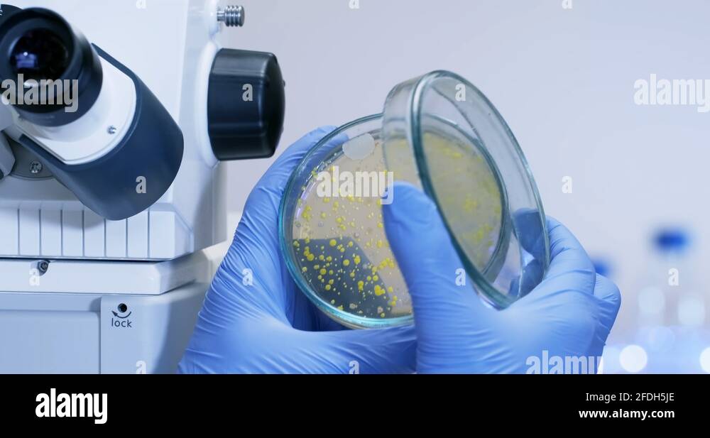 Bacteria analysis Stock Videos & Footage - HD and 4K Video Clips - Alamy