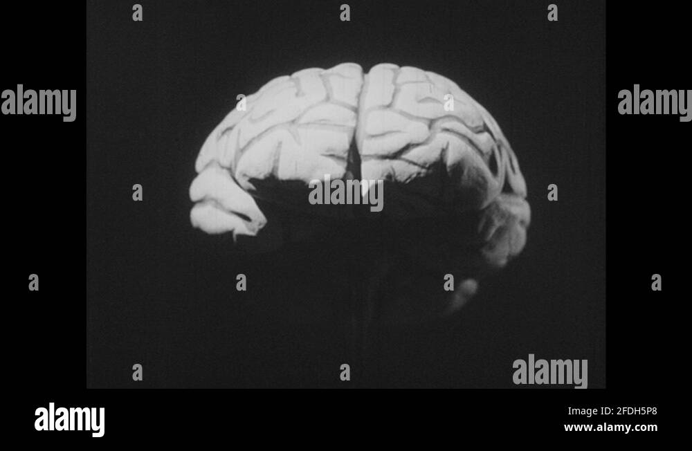 1950s: model of human brain rotates in spotlight Stock Video Footage ...