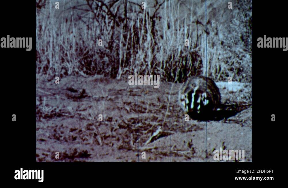 1960s: Views of badger walking. Man rotates chart, talks in front of ...