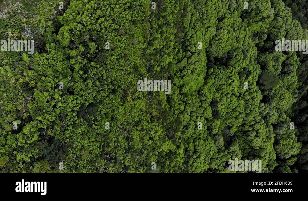 Forest tree top birds view Stock Videos & Footage - HD and 4K Video ...