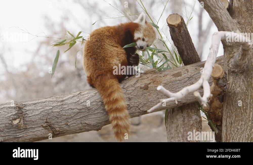 Red panda side view Stock Videos & Footage - HD and 4K Video Clips - Alamy