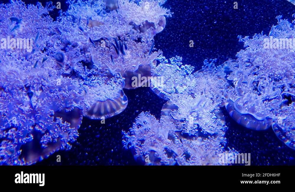 Marine invert Stock Videos & Footage - HD and 4K Video Clips - Alamy