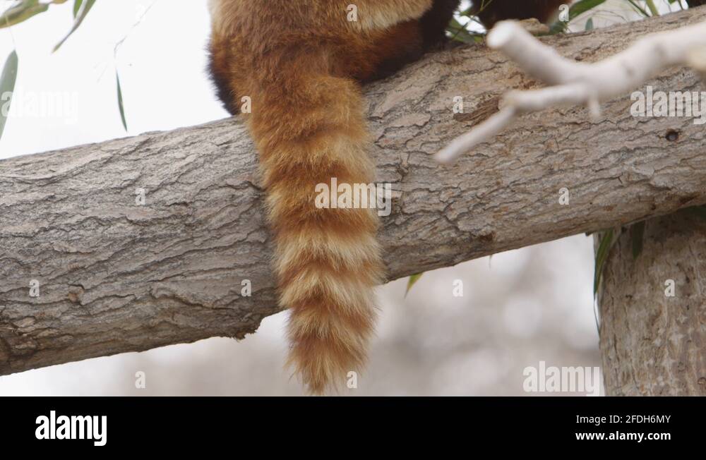 Panda bear tail Stock Videos & Footage - HD and 4K Video Clips - Alamy