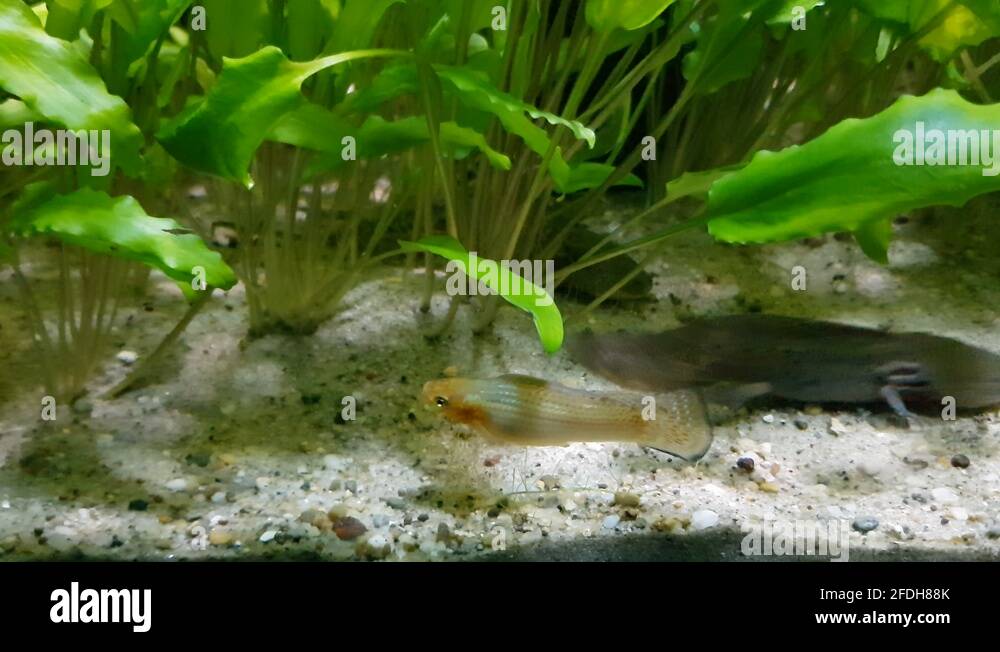 Common molly fish bullying a Mexican axolotl Stock Video Footage - Alamy