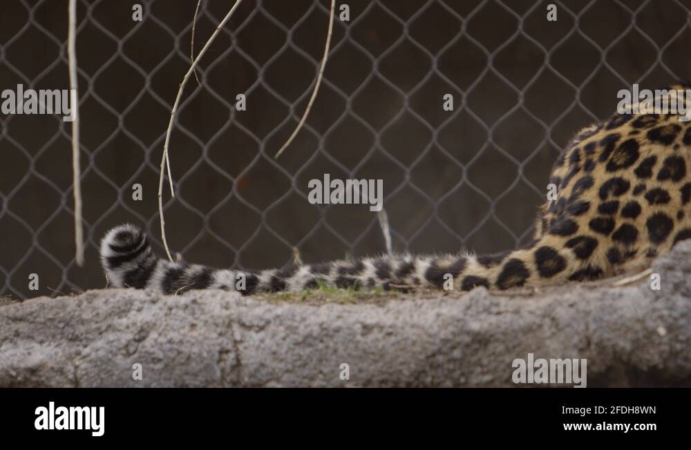 Leopard tail Stock Videos & Footage - HD and 4K Video Clips - Alamy