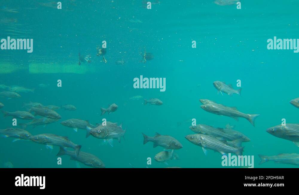 Disney fish Stock Videos & Footage - HD and 4K Video Clips - Alamy