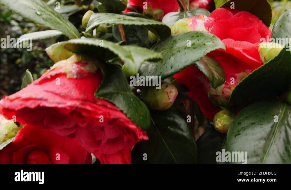 Symbol of femininity Stock Videos & Footage - HD and 4K Video Clips - Alamy