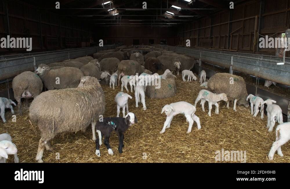 Numbered lamb Stock Videos & Footage - HD and 4K Video Clips - Alamy
