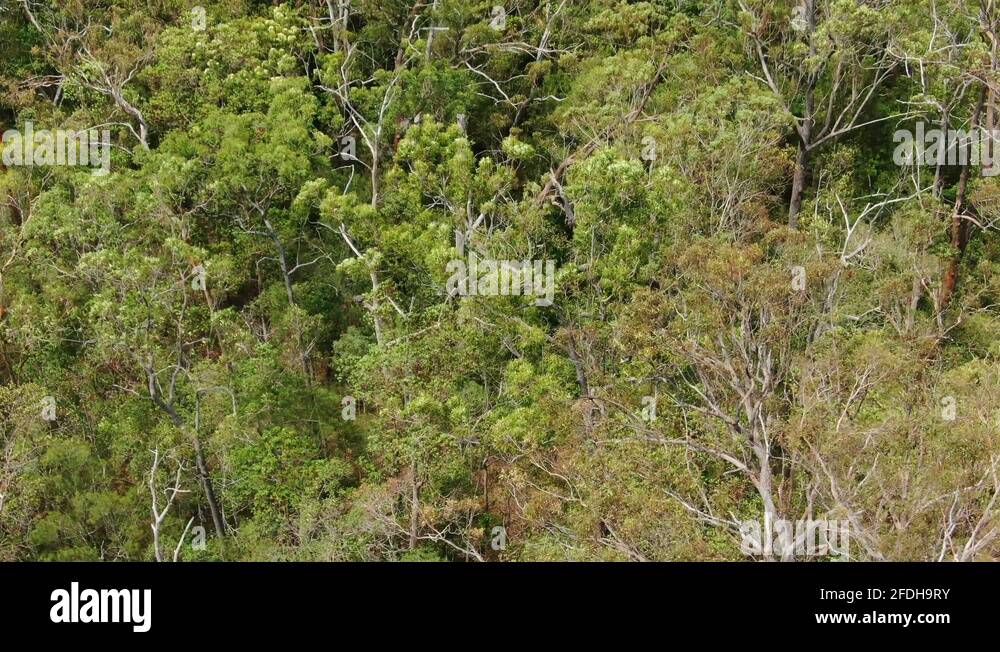Iconic australian bush tree Stock Videos & Footage - HD and 4K Video ...