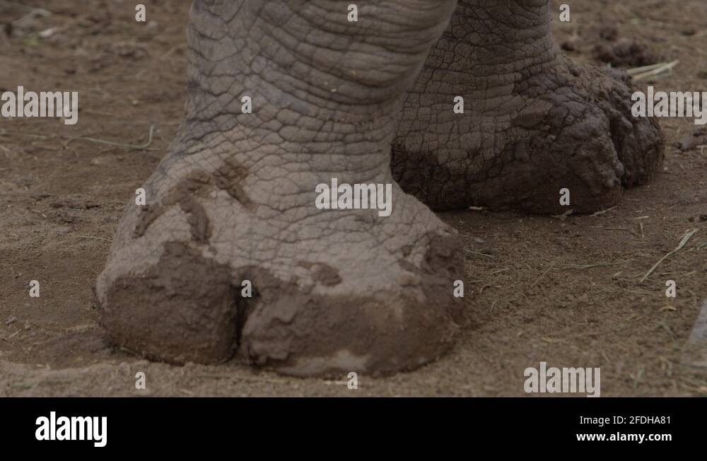 Rhinoceros feet Stock Videos & Footage - HD and 4K Video Clips - Alamy