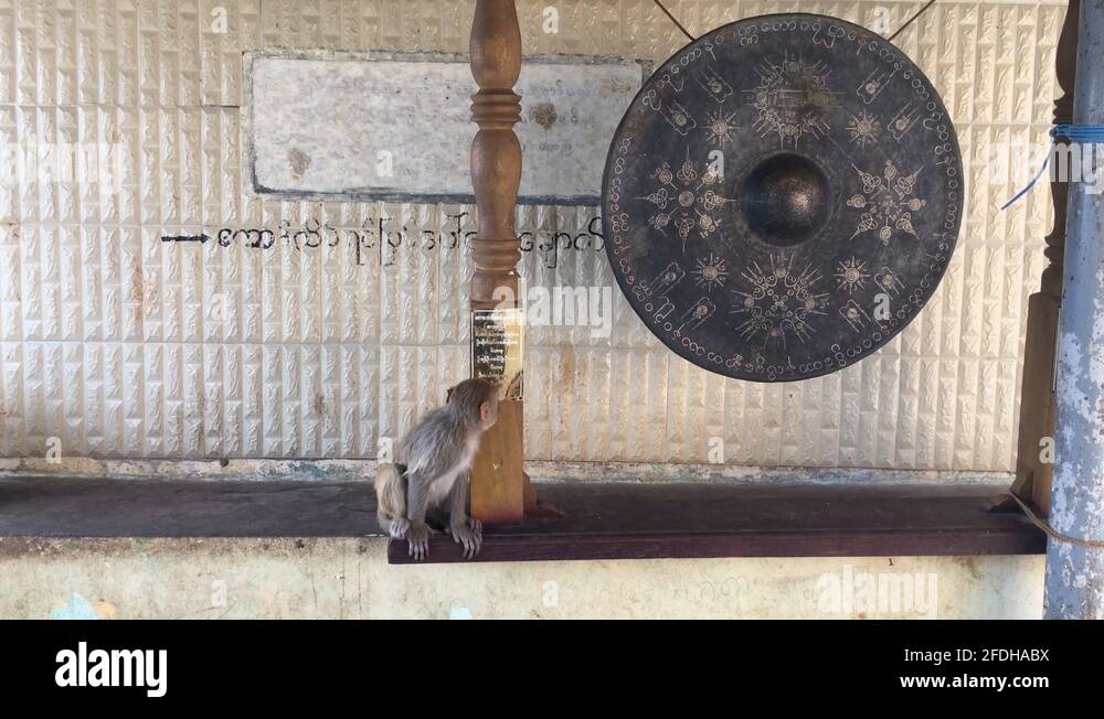 Monkey with shield Stock Videos & Footage - HD and 4K Video Clips - Alamy