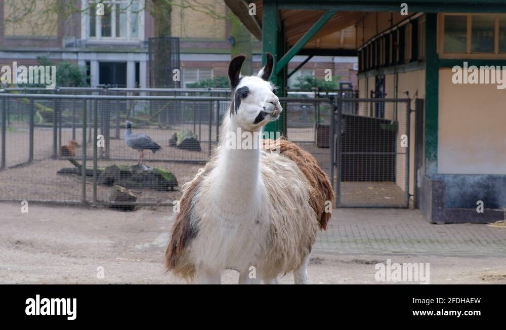 Llama looking at camera Stock Videos & Footage - HD and 4K Video Clips ...